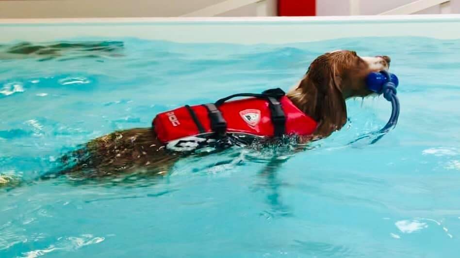 Schedule online with Red Rover Dog Fun Pool on Booking.page