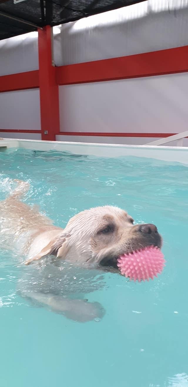 Schedule online with Red Rover Dog Fun Pool on Booking.page