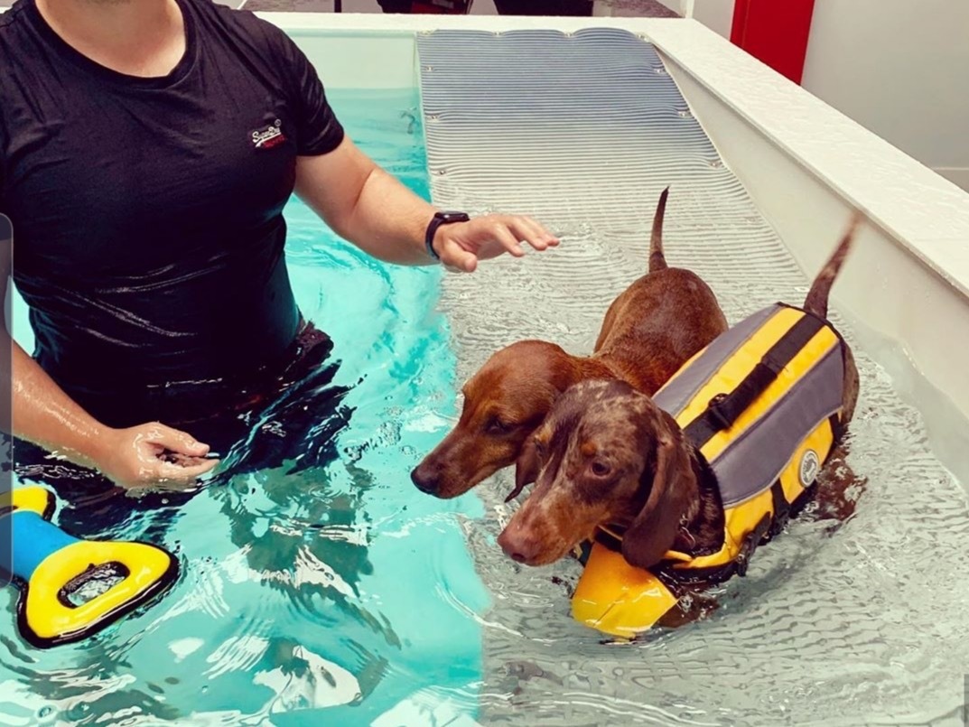 Schedule online with Red Rover Dog Fun Pool on Booking.page