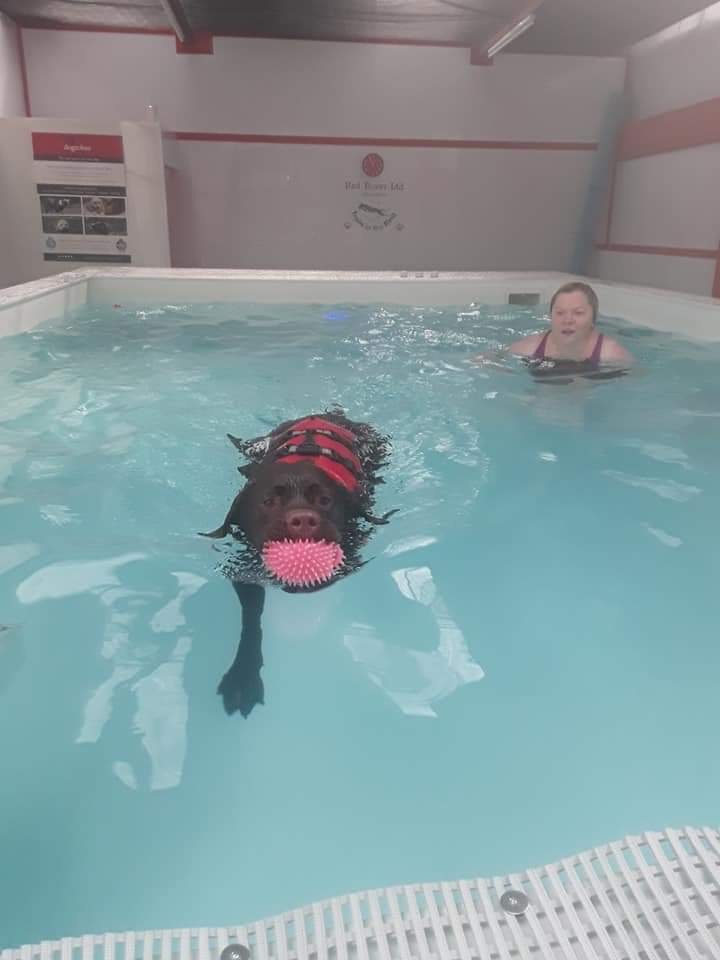 Schedule online with Red Rover Dog Fun Pool on Booking.page