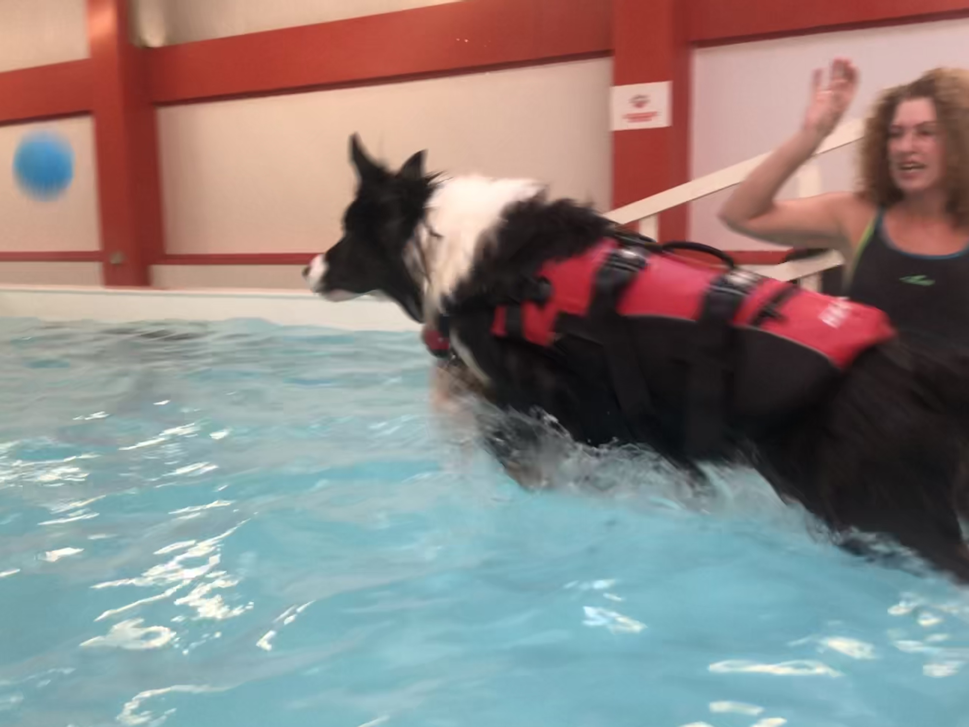 Schedule online with Red Rover Dog Fun Pool on Booking.page