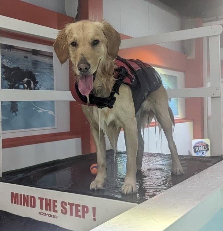 Schedule online with Red Rover Dog Fun Pool on Booking.page