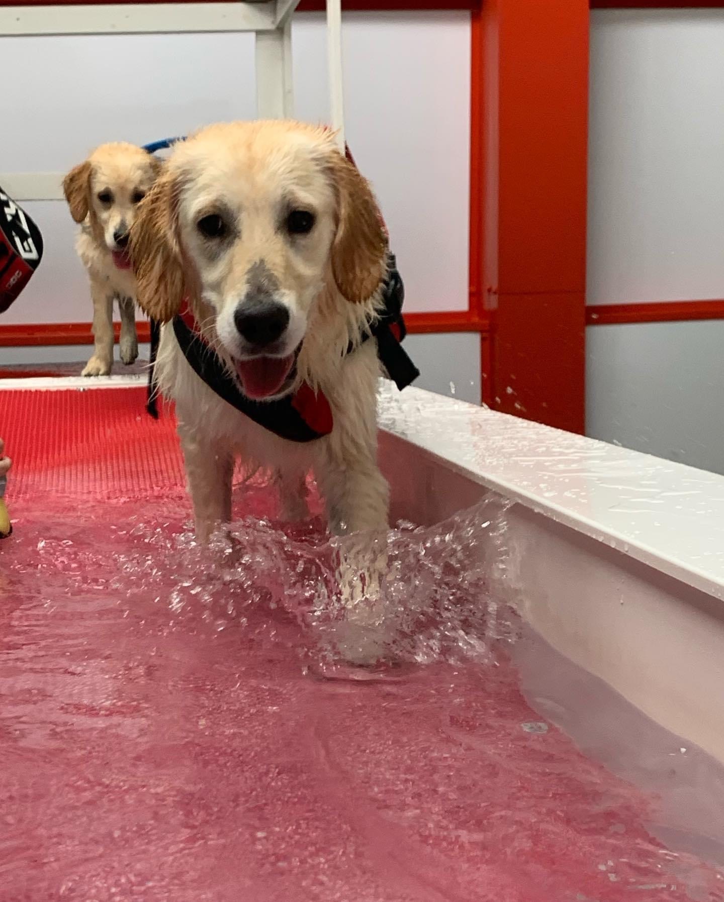 Schedule online with Red Rover Dog Fun Pool on Booking.page