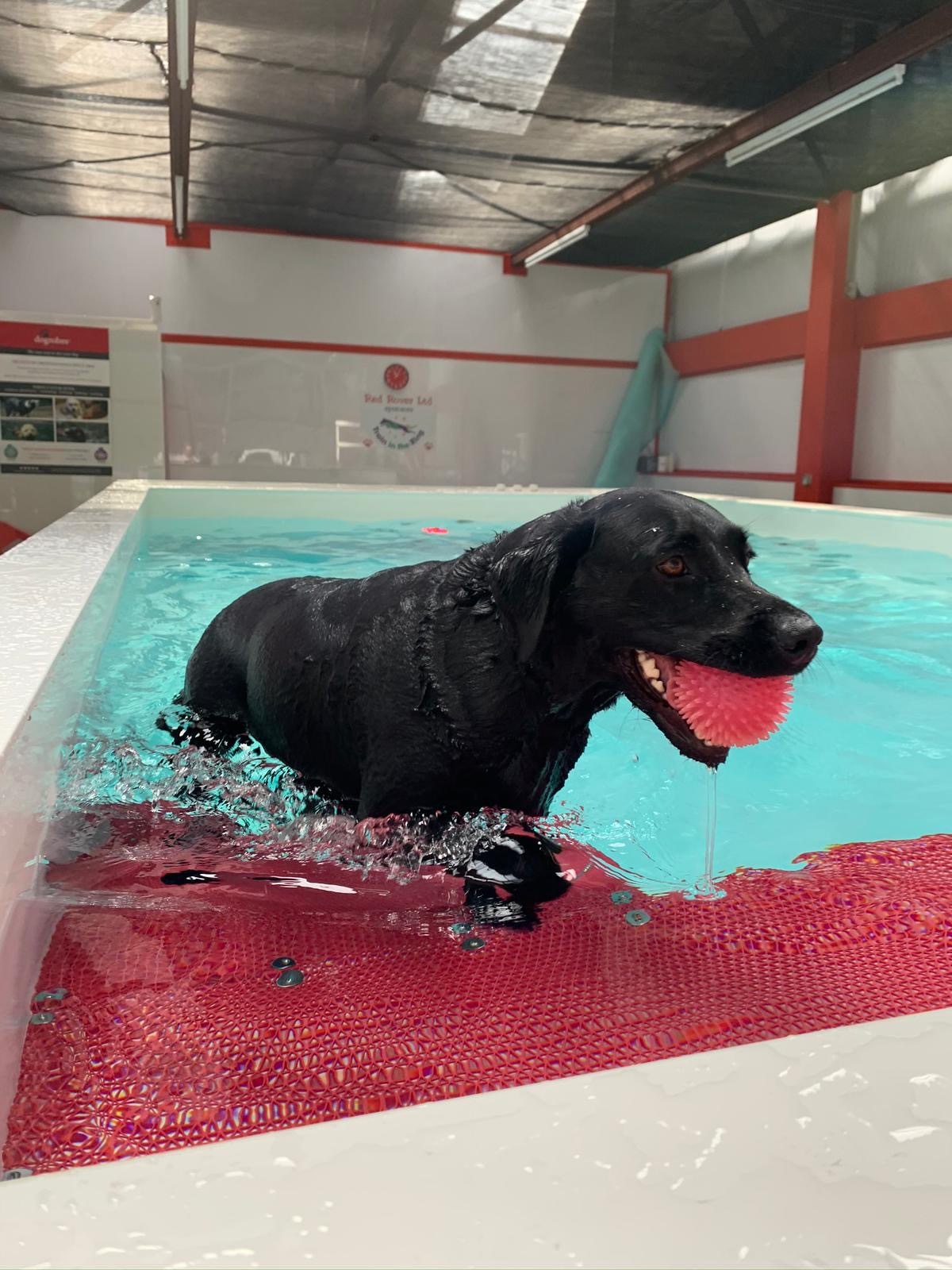 Schedule online with Red Rover Dog Fun Pool on Booking.page