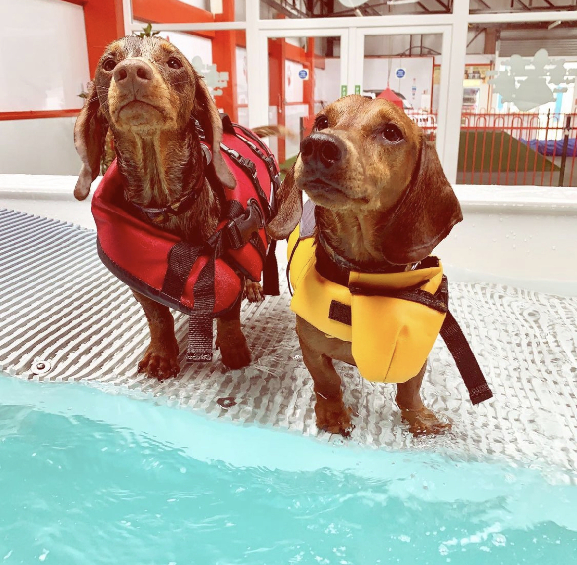 Schedule online with Red Rover Dog Fun Pool on Booking.page