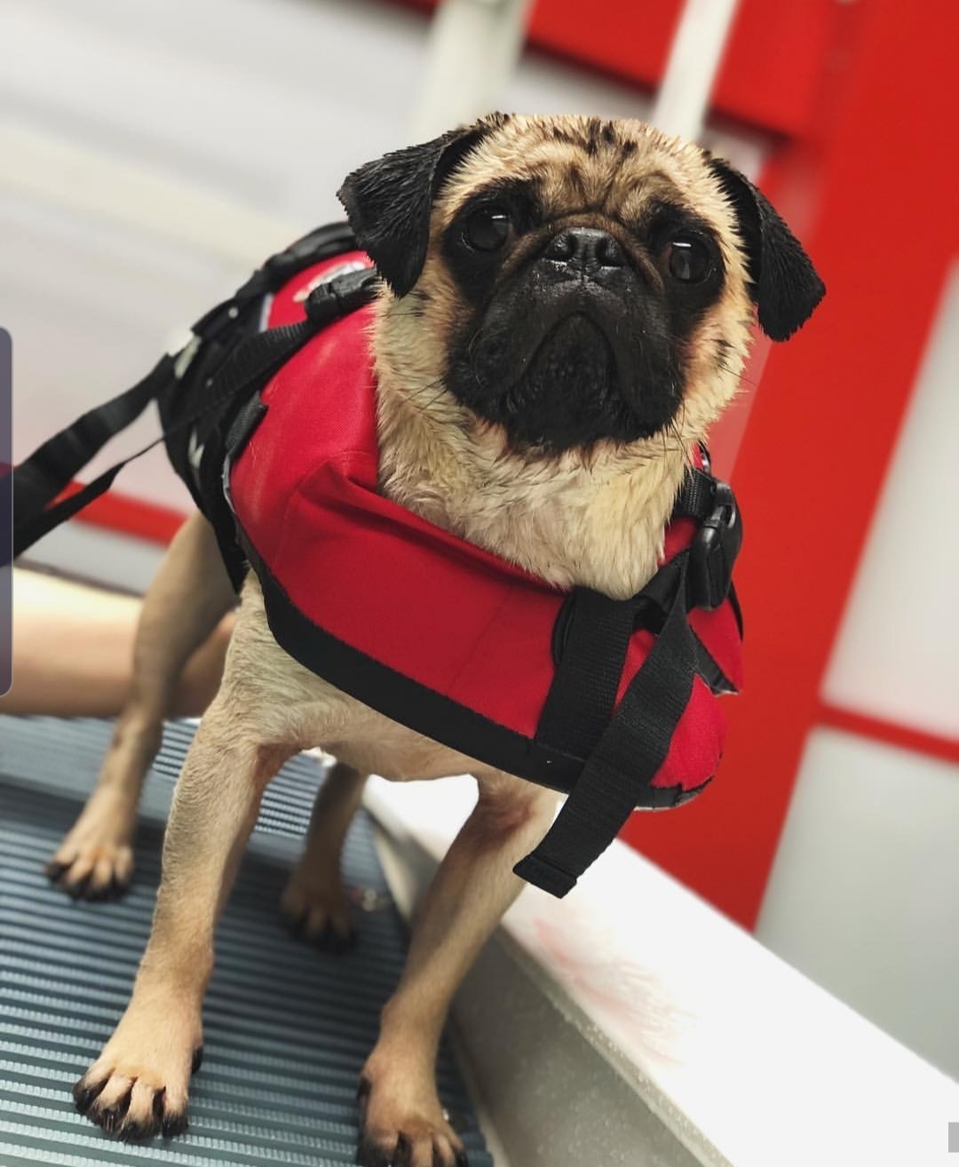 Schedule online with Red Rover Dog Fun Pool on Booking.page