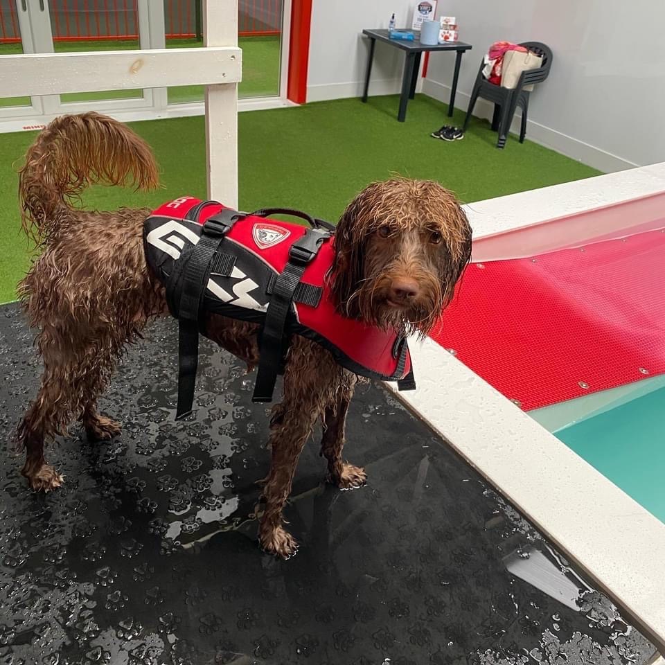 Schedule online with Red Rover Dog Fun Pool on Booking.page