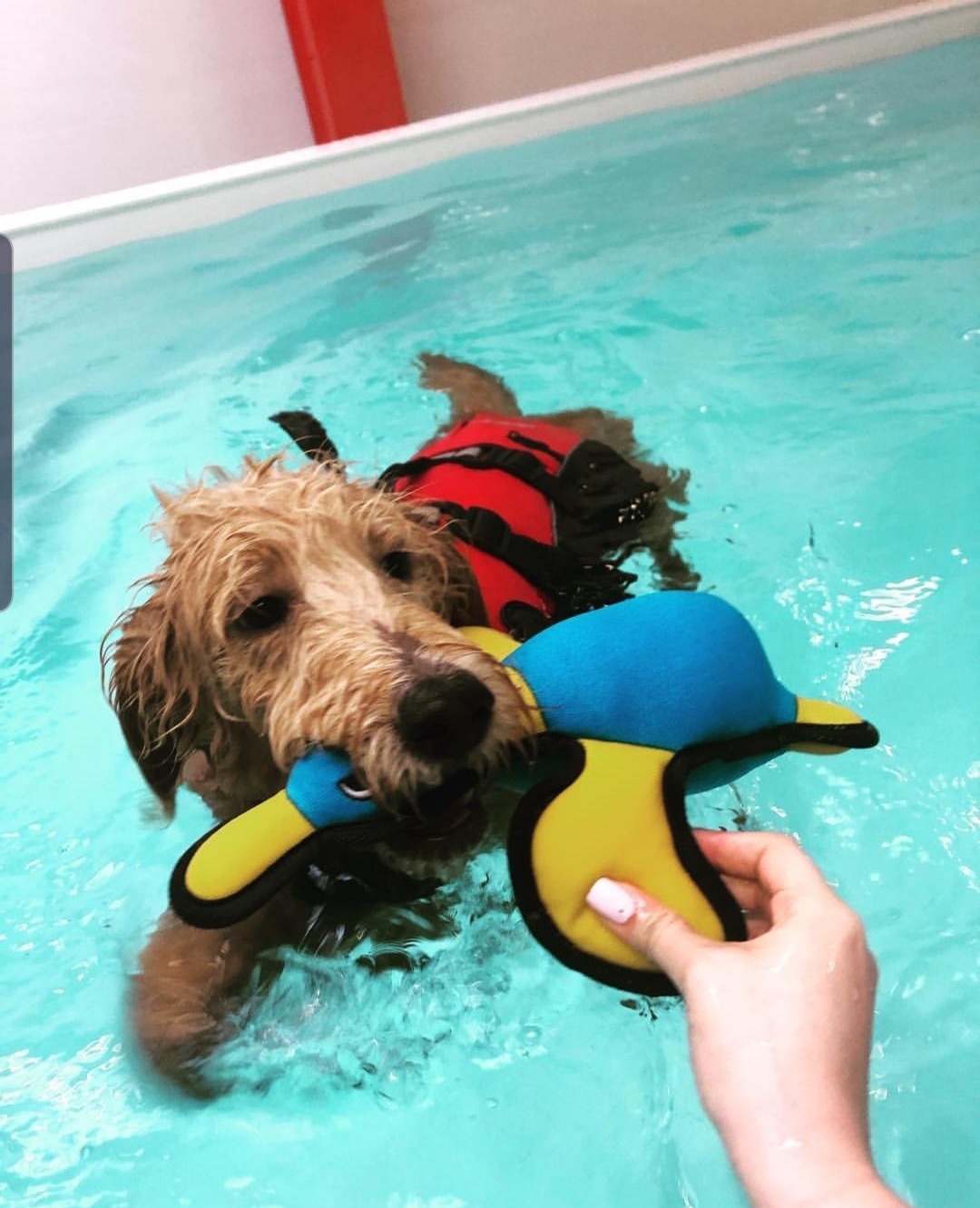 Schedule online with Red Rover Dog Fun Pool on Booking.page