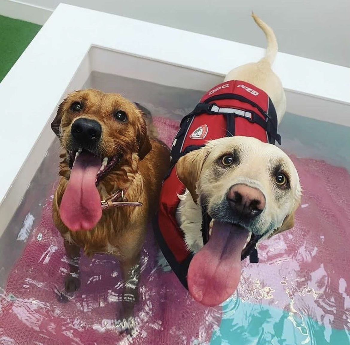 Schedule online with Red Rover Dog Fun Pool on Booking.page