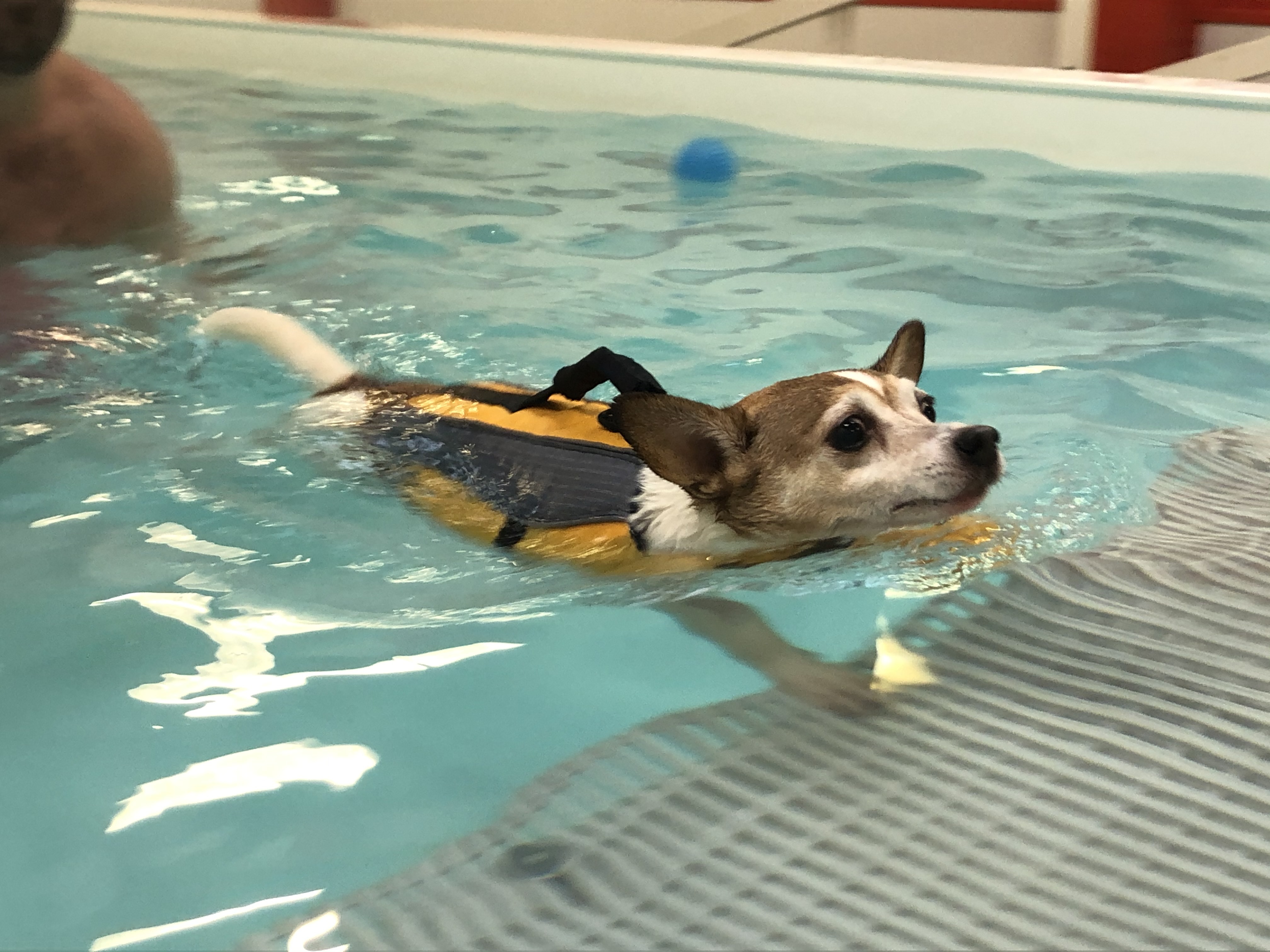 Schedule online with Red Rover Dog Fun Pool on Booking.page