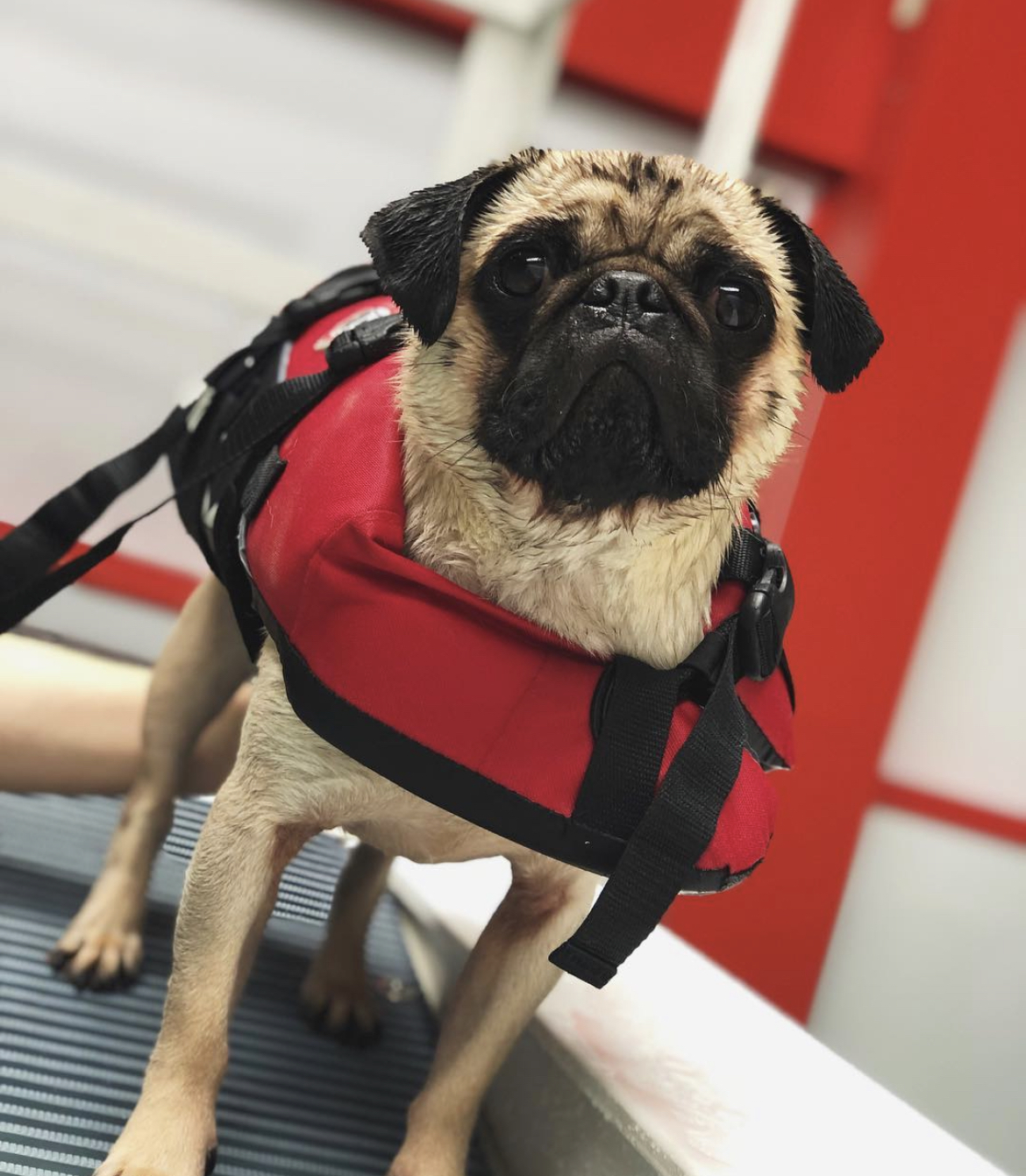 Schedule online with Red Rover Dog Fun Pool on Booking.page