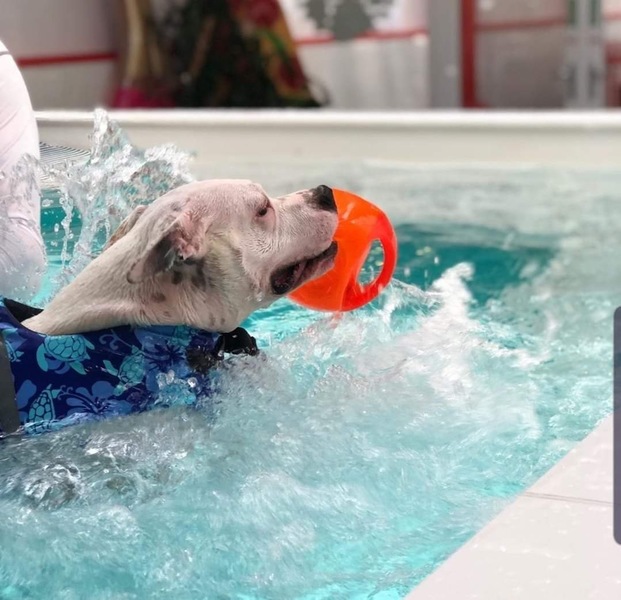 Schedule online with Red Rover Dog Fun Pool on Booking.page