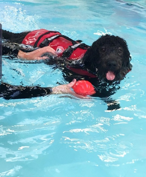 Schedule online with Red Rover Dog Fun Pool on Booking.page