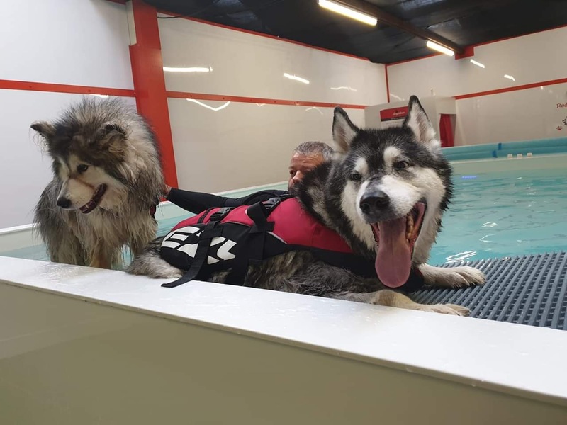 Schedule online with Red Rover Dog Fun Pool on Booking.page