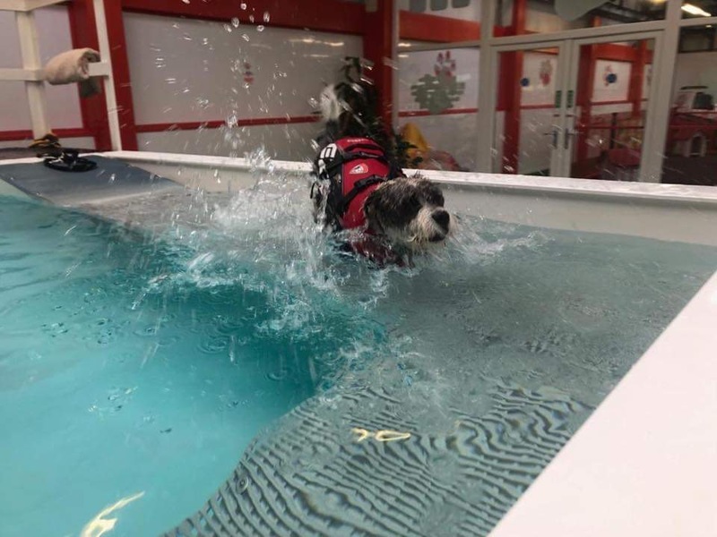 Schedule online with Red Rover Dog Fun Pool on Booking.page