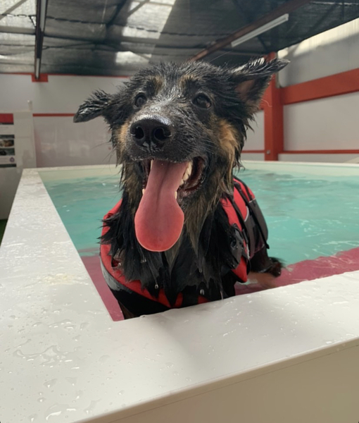 Schedule online with Red Rover Dog Fun Pool on Booking.page