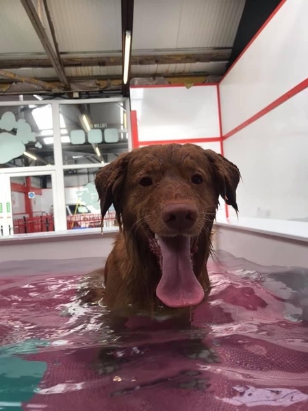 Schedule online with Red Rover Dog Fun Pool on Booking.page