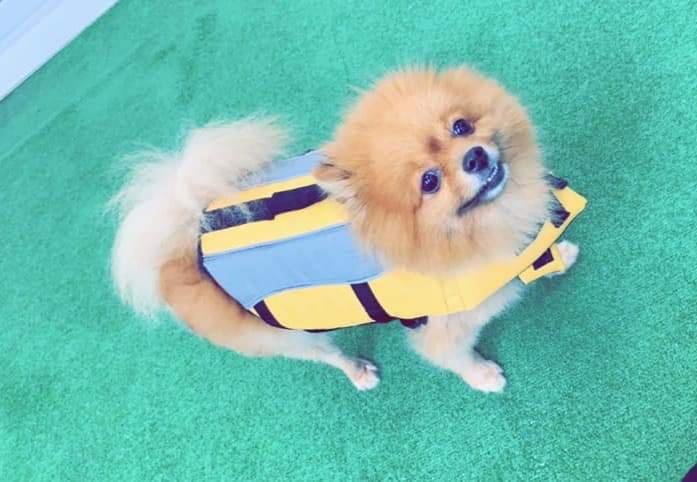 Schedule online with Red Rover Dog Fun Pool on Booking.page