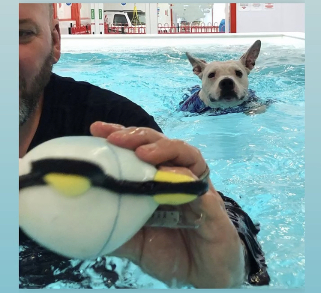 Schedule online with Red Rover Dog Fun Pool on Booking.page