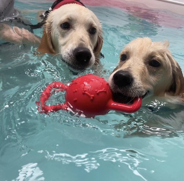 Schedule online with Red Rover Dog Fun Pool on Booking.page
