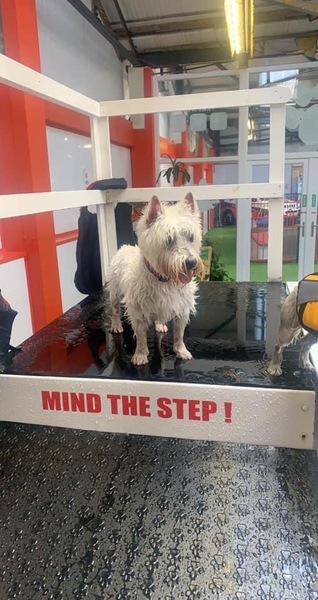 Schedule online with Red Rover Dog Fun Pool on Booking.page