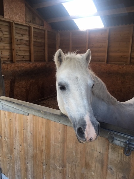 Schedule online with Wick riding Stables on Booking.page